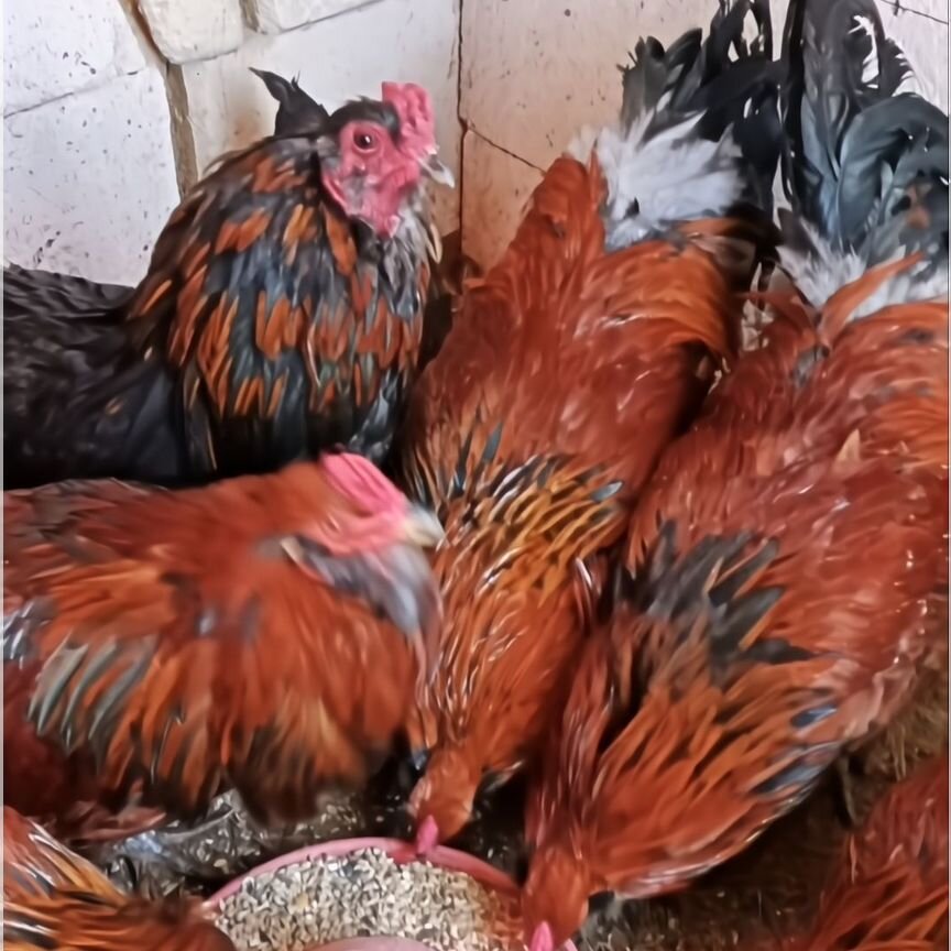 Амераукана петухи породные