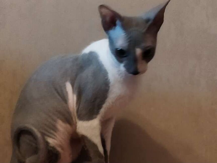 Канадский сфинкс бесплатно