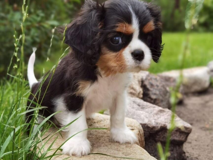 Кавалер кинг чарльз спаниель