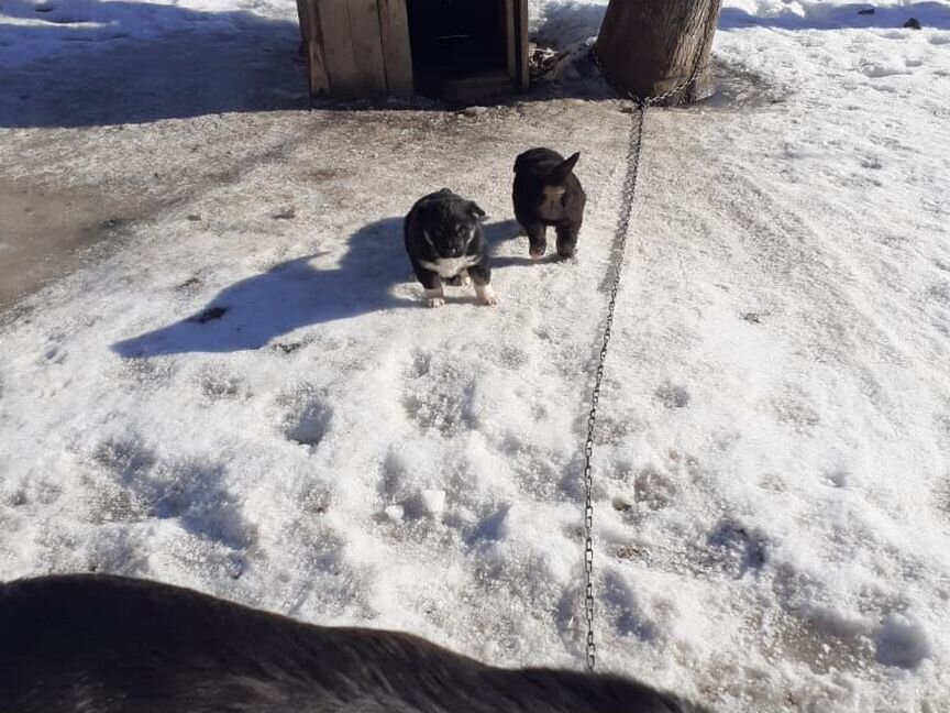 Щенки двортерьера