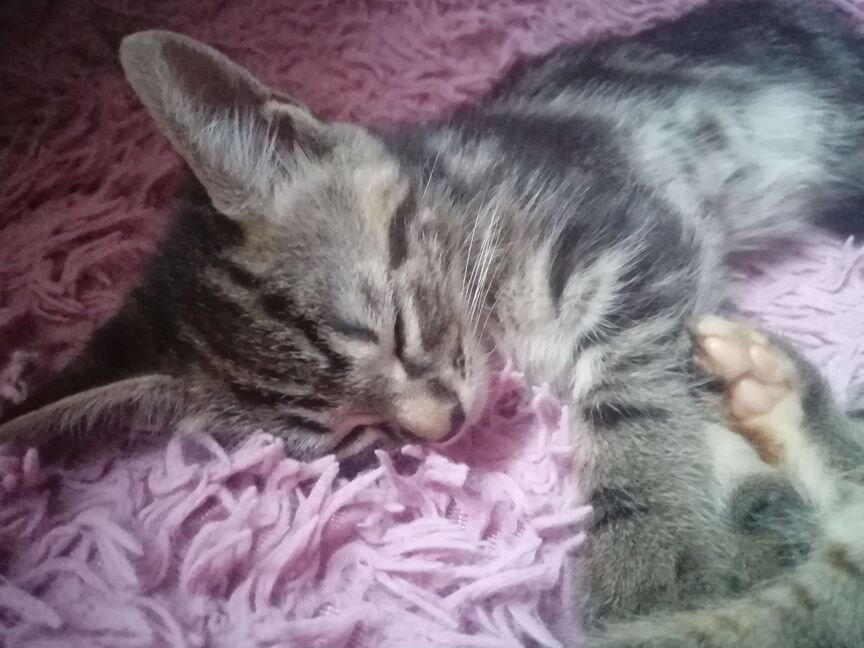 Кошка