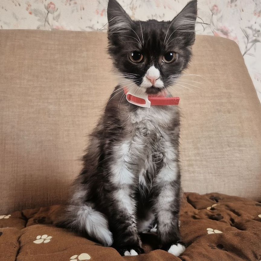 Котёнок девочка