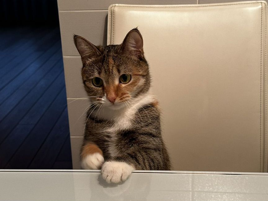 Кошка в добрые руки