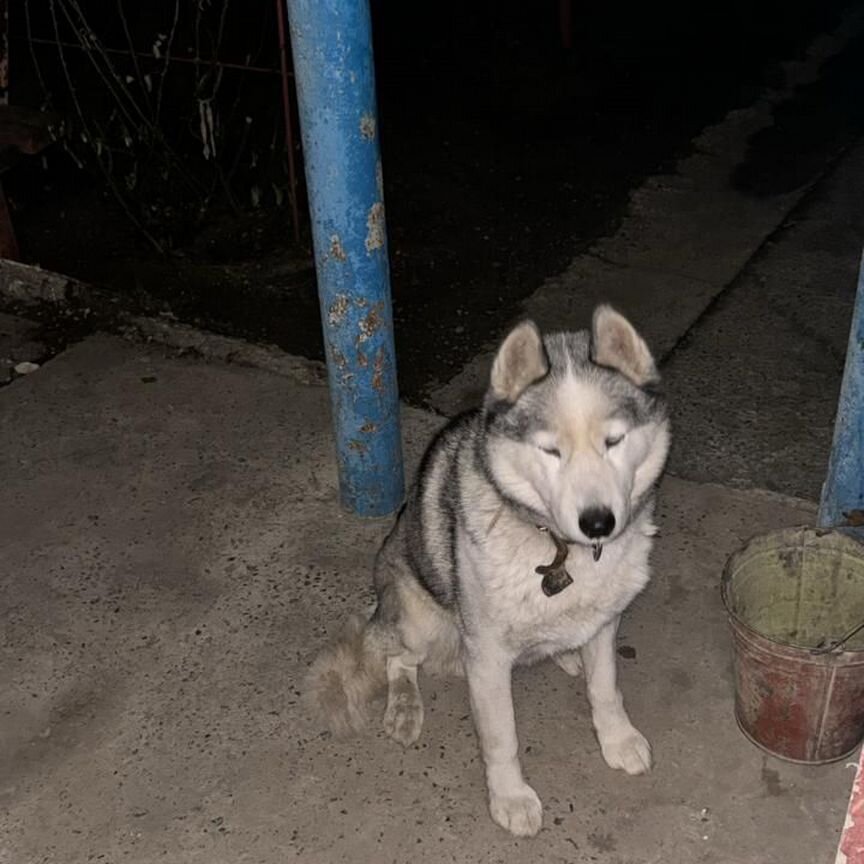 Сибирский хаски бесплатно