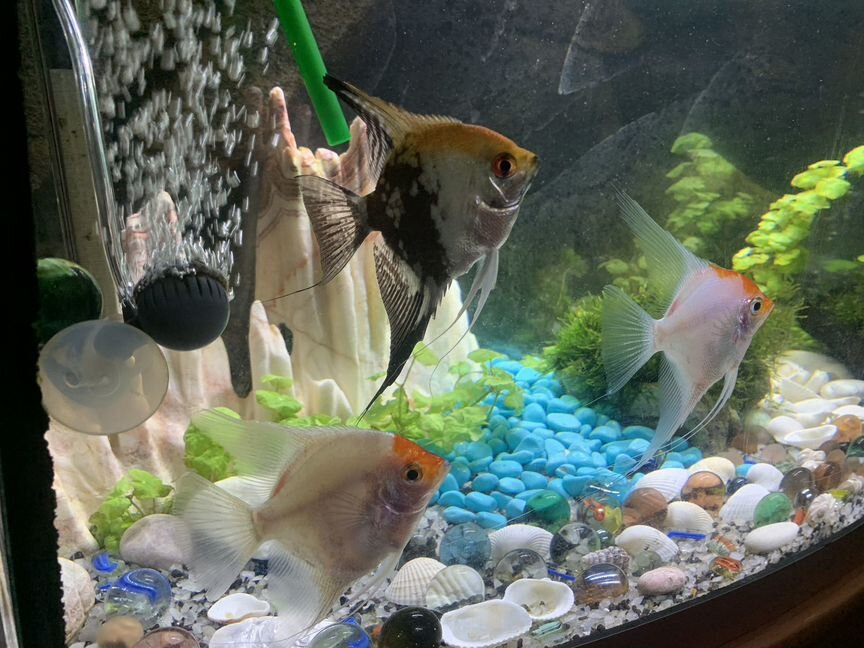 Аквариумные рыбки даром