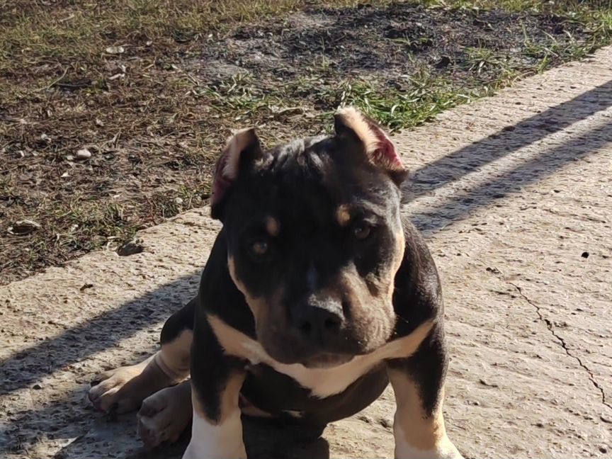 Щенок ам булли покет