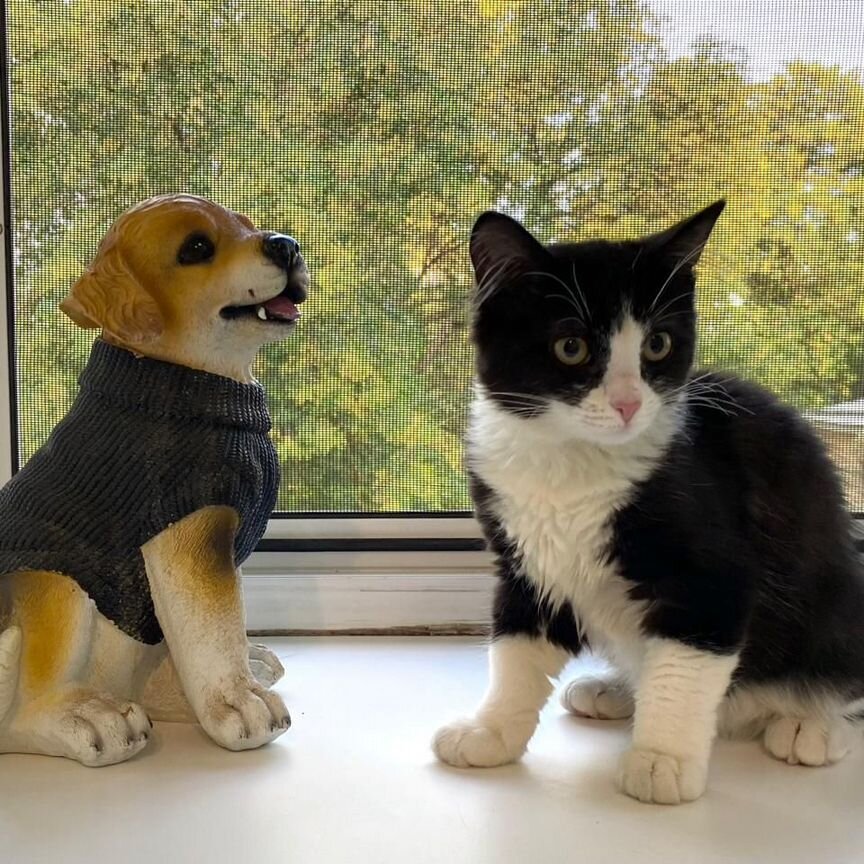 Котенок Бусинка