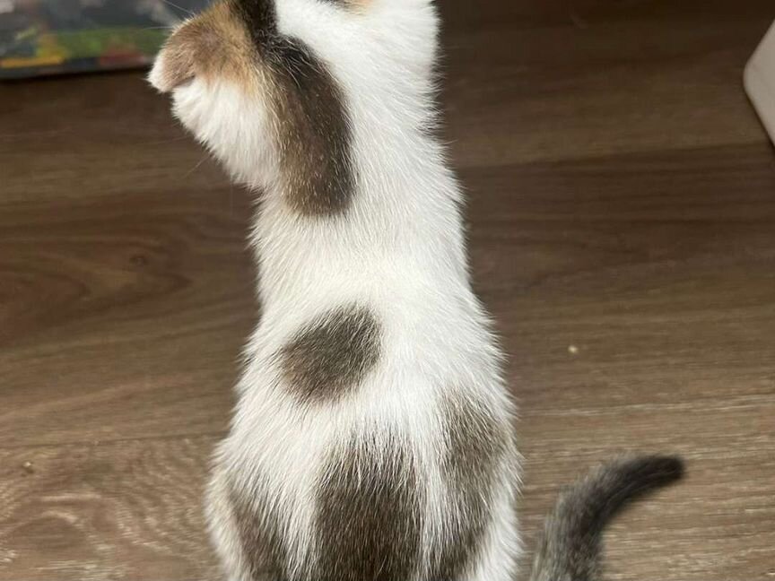 Котята