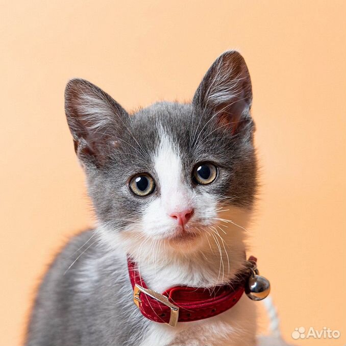 Котенок мальчик Тима