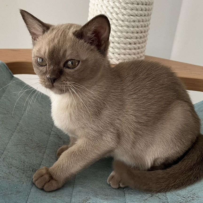 Котята европейской бурмы