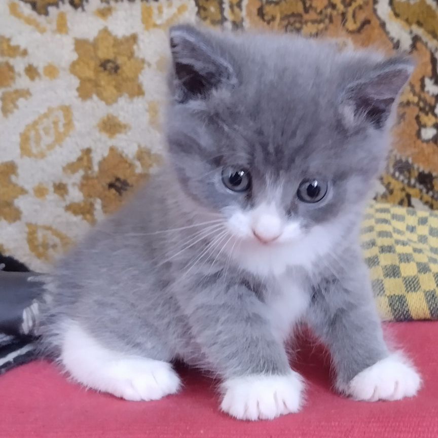 Котик маленький 1,5 мес