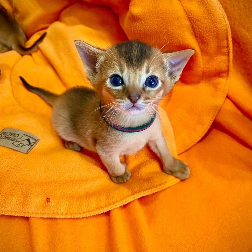 Абиссинские котята
