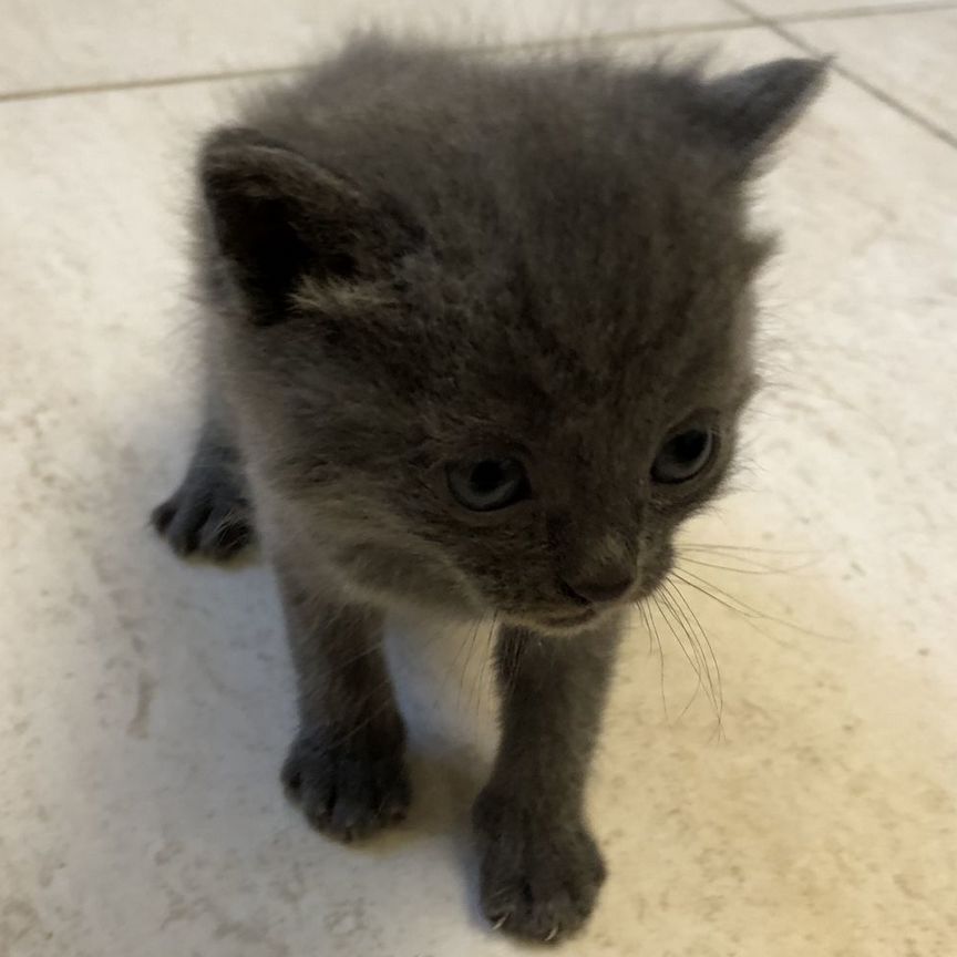 Шотландский прямоухий короткошёрстный котёнок