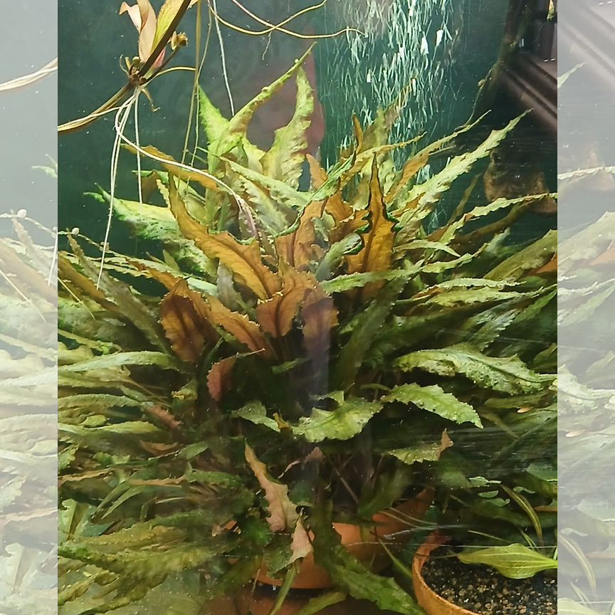 Аквариумные Растение