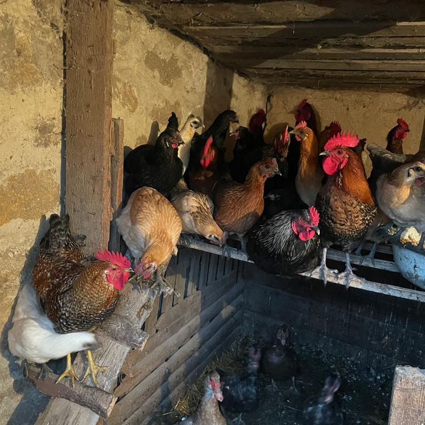 Молодые петухи,молодые мускусные утки