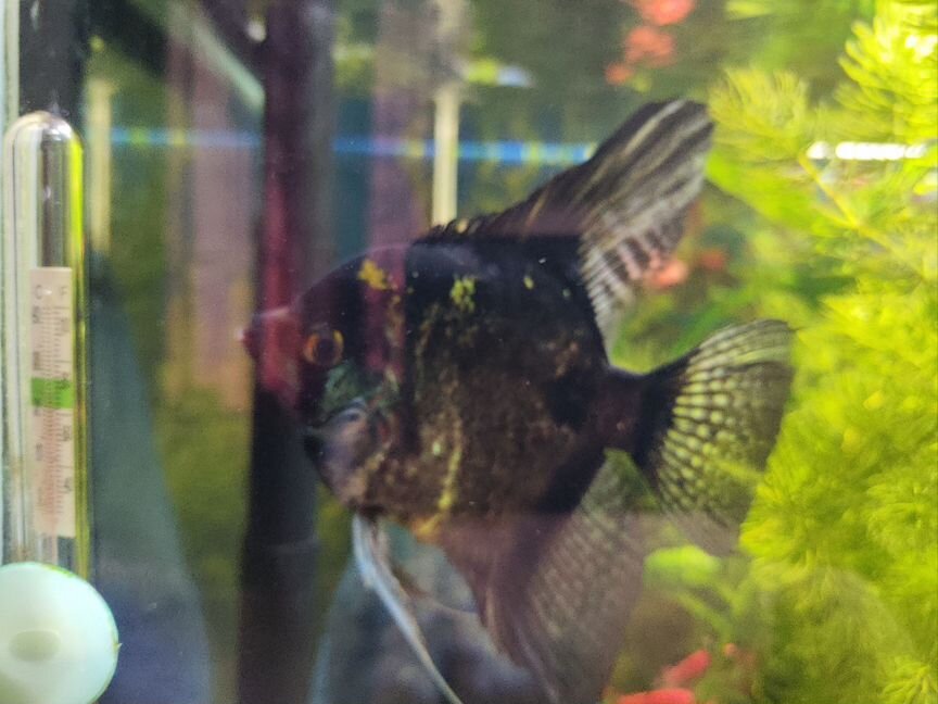 Скалярия большая