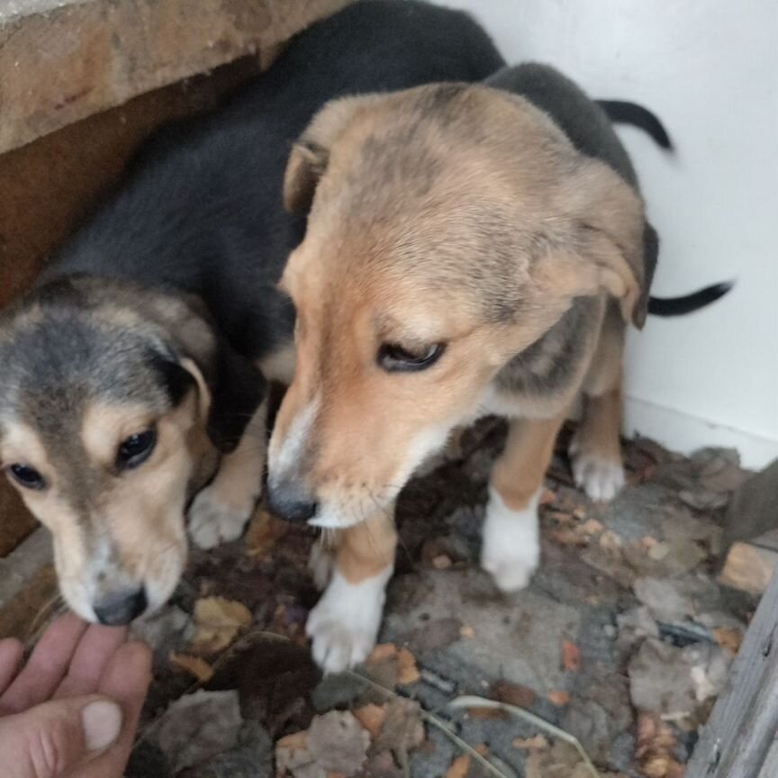 Отдам щенят помесь