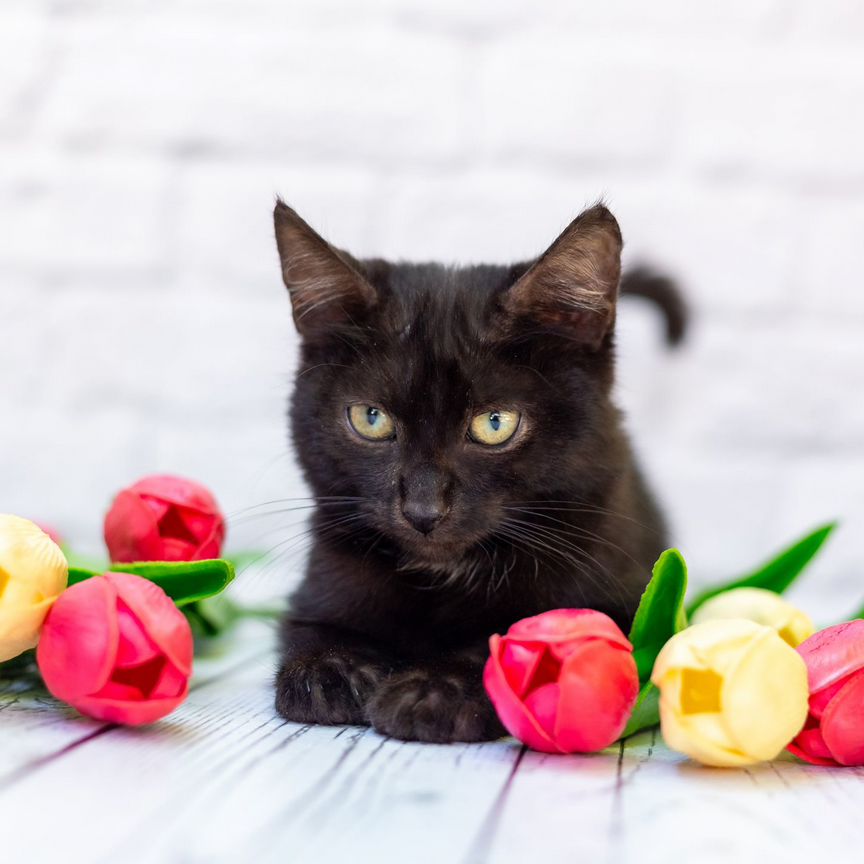 Черный котик Шухер
