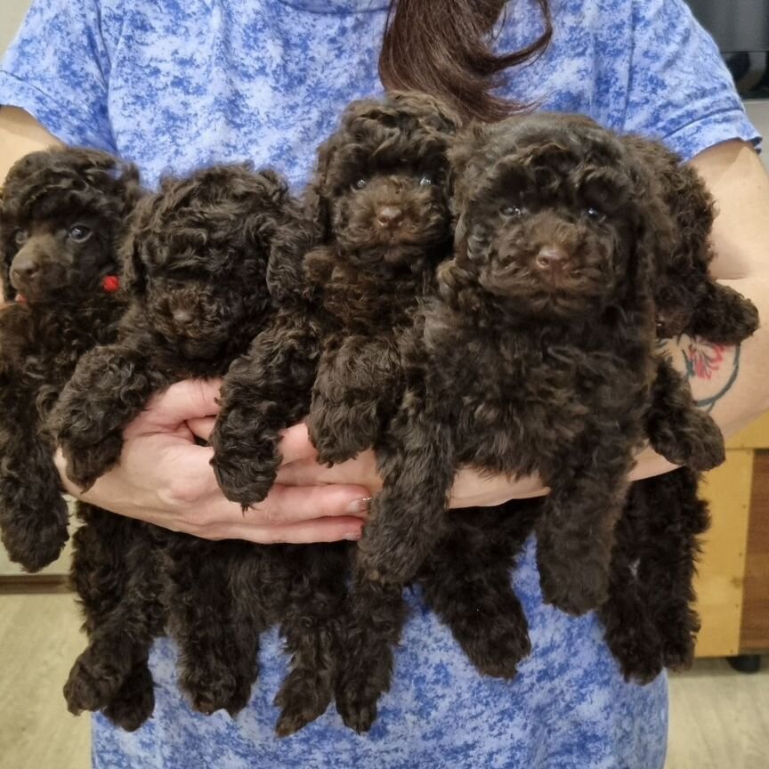 Той-пудель, щенок