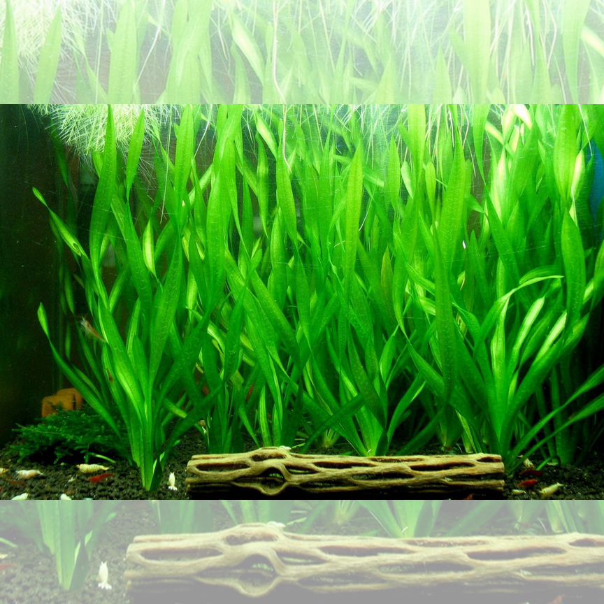 Валиснерия гигантская