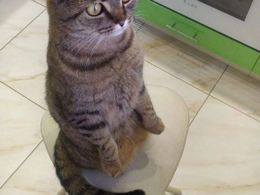 Шотландская вислоухая кошка бесплатно