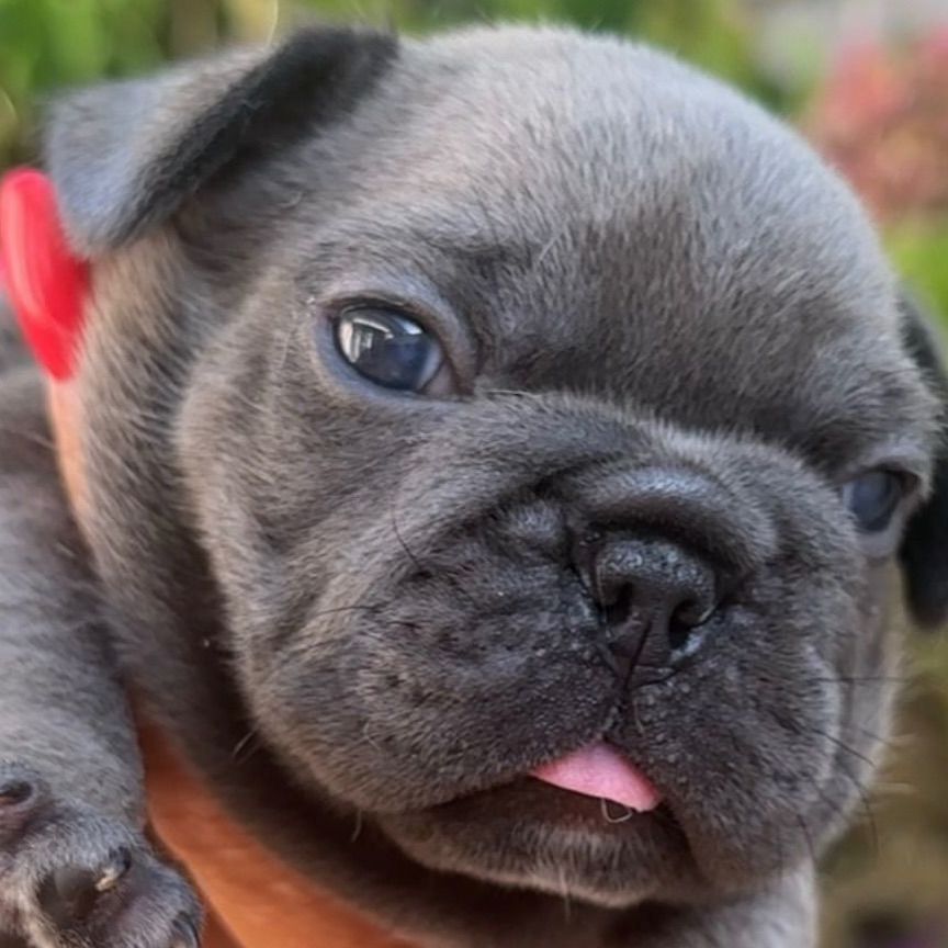 Голубой щенок французского будьдтга