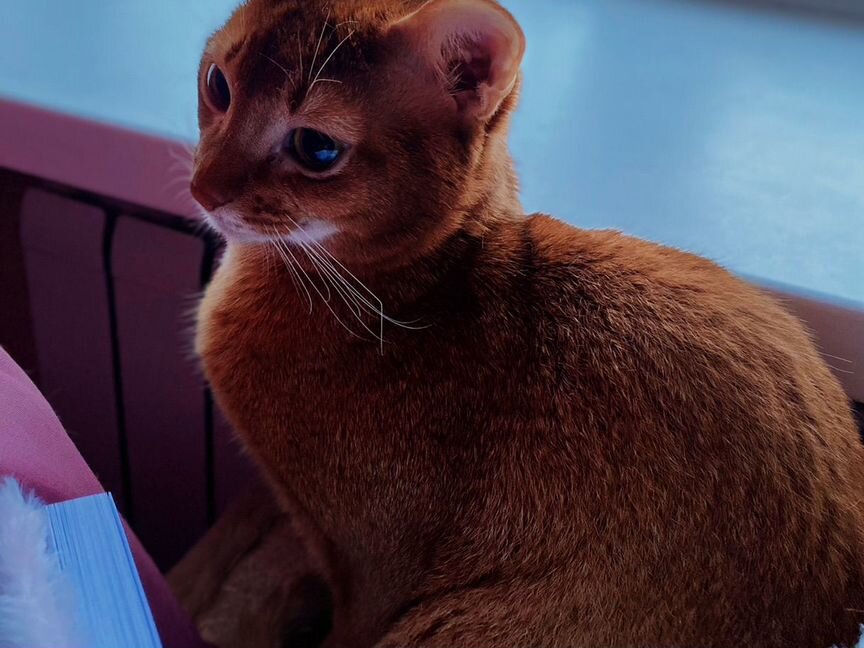 Отдам кота в добрые руки