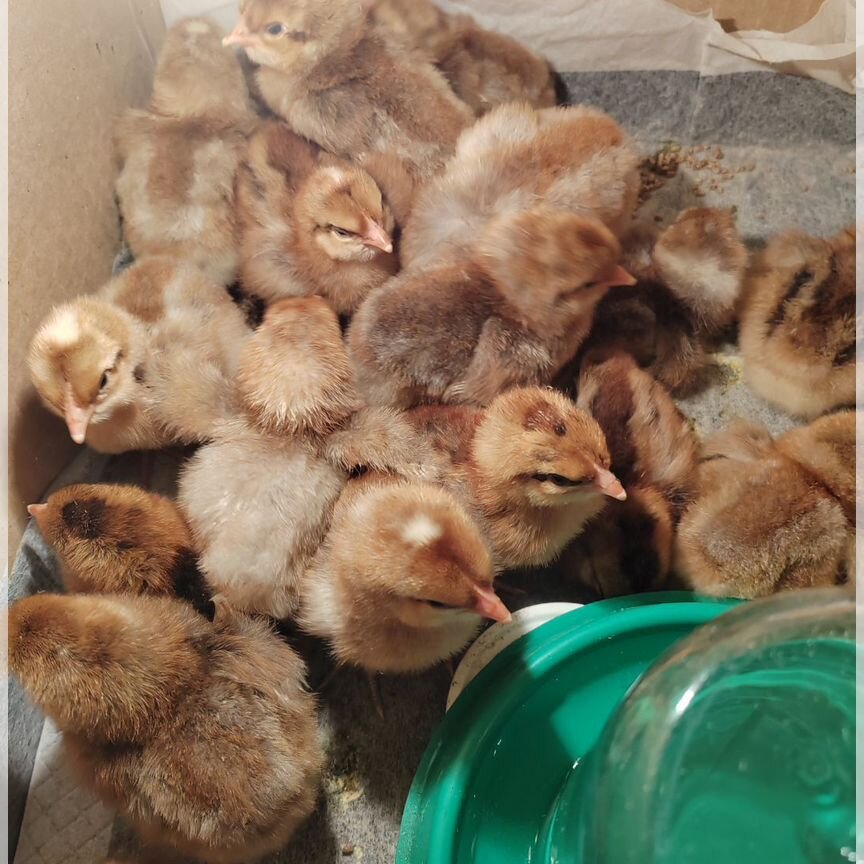 Цыплята билефельдер