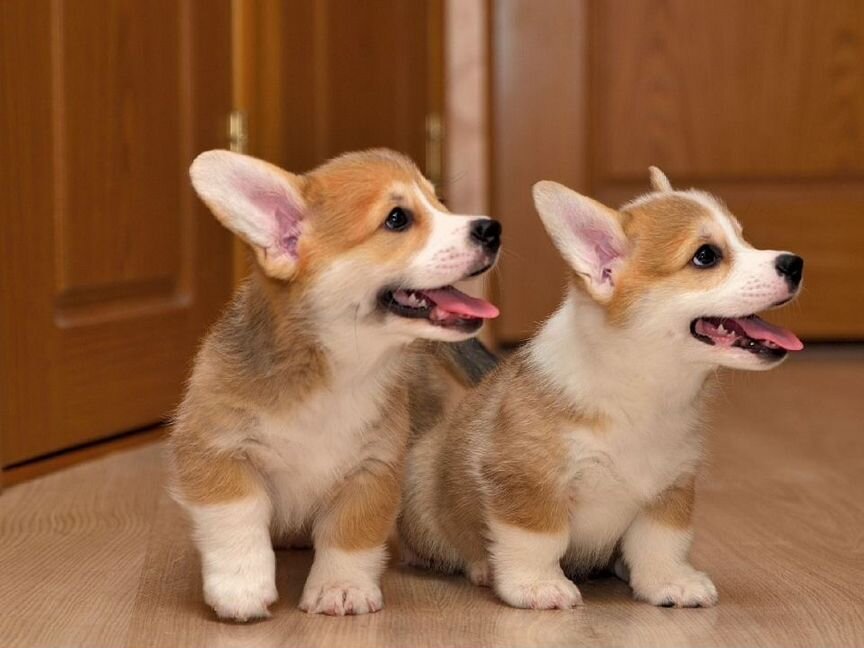 Корги на 8 марта