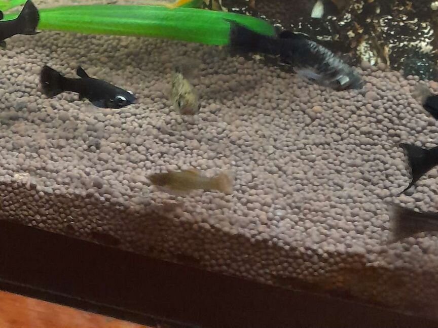 Моллинезия, мальки