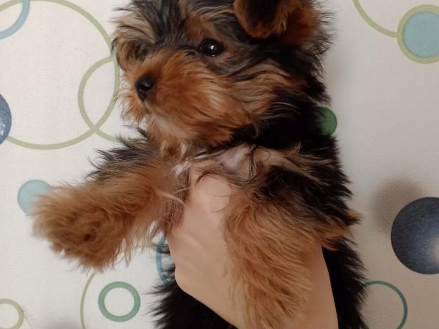 Собаки щенки йорк