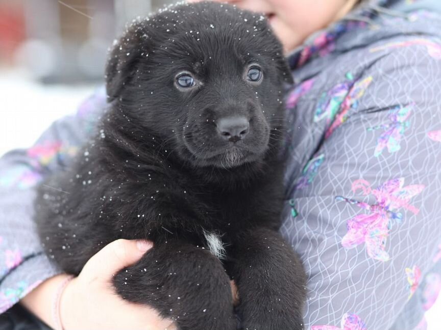 Немецкая овчарка