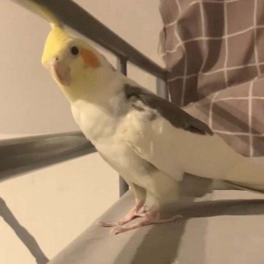 Попугай корелла