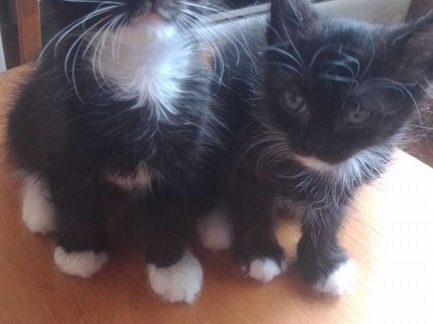 Сибирские котята в добрые руки