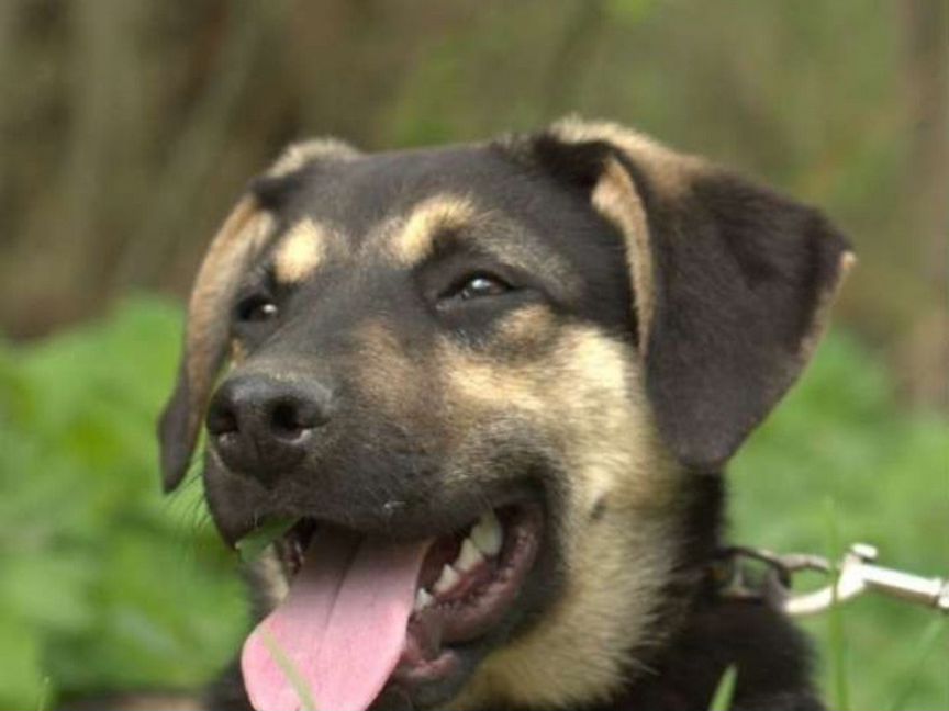 Луиза ищет дом