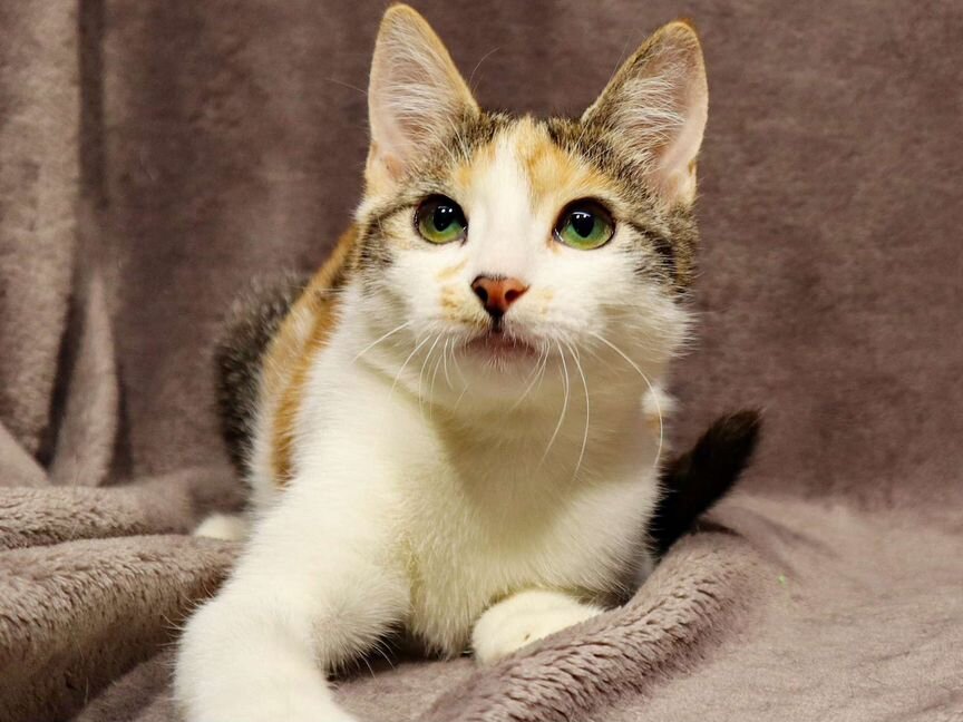 Котёнок на удачу