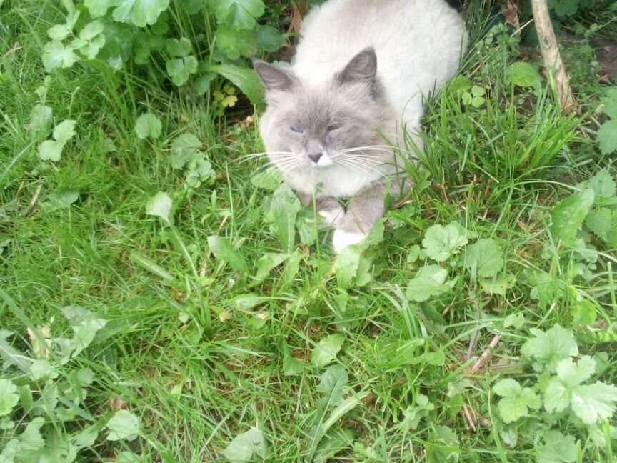 Отдам кота в добрые руки