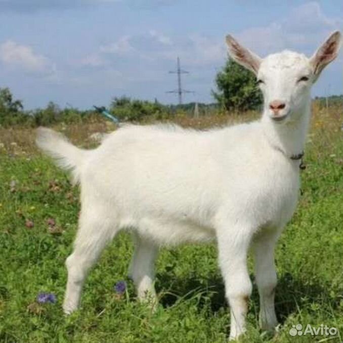 Зааненская коза