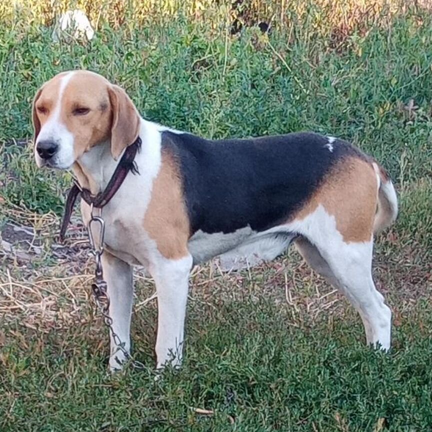 Эстонская гончая