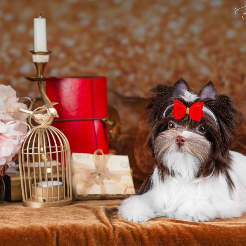 Йоркширский терьер, щенок