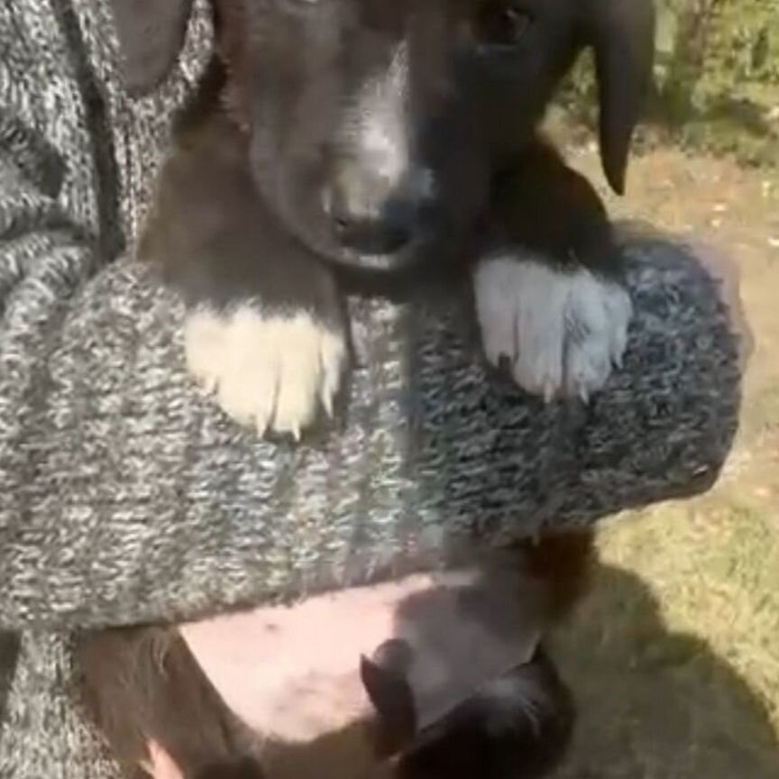 Щенок Кнопик на улице. Нужен дом