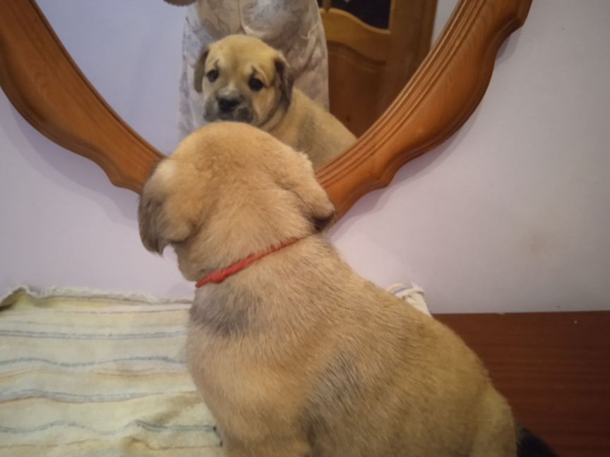 Собака
