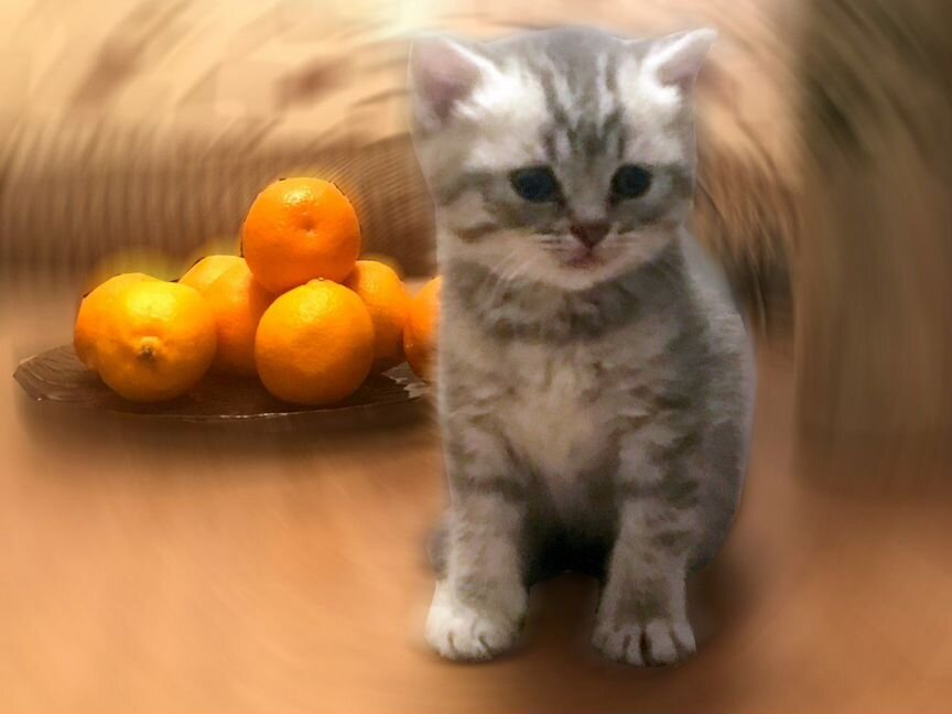 Шотландские котята