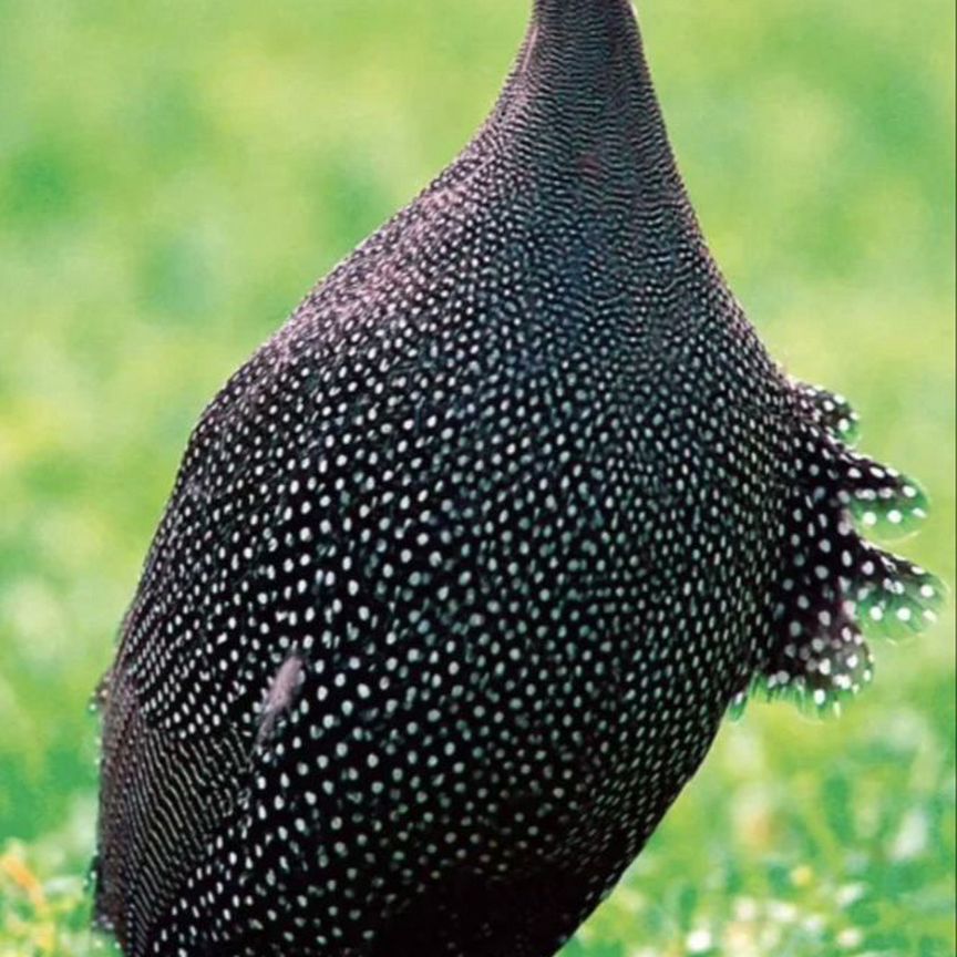 Цесарка