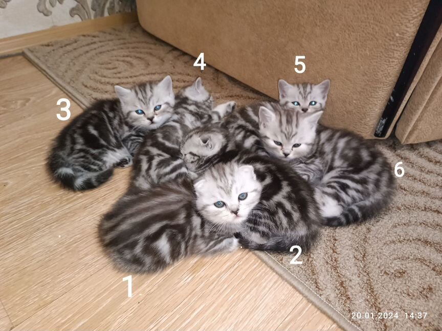 Котята шотландские