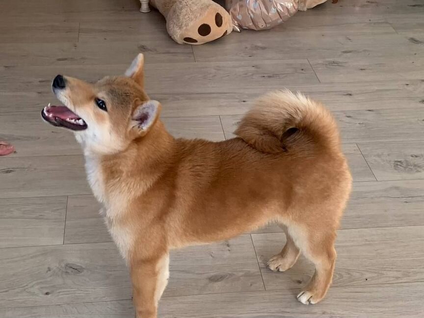Щенки Сиба ину