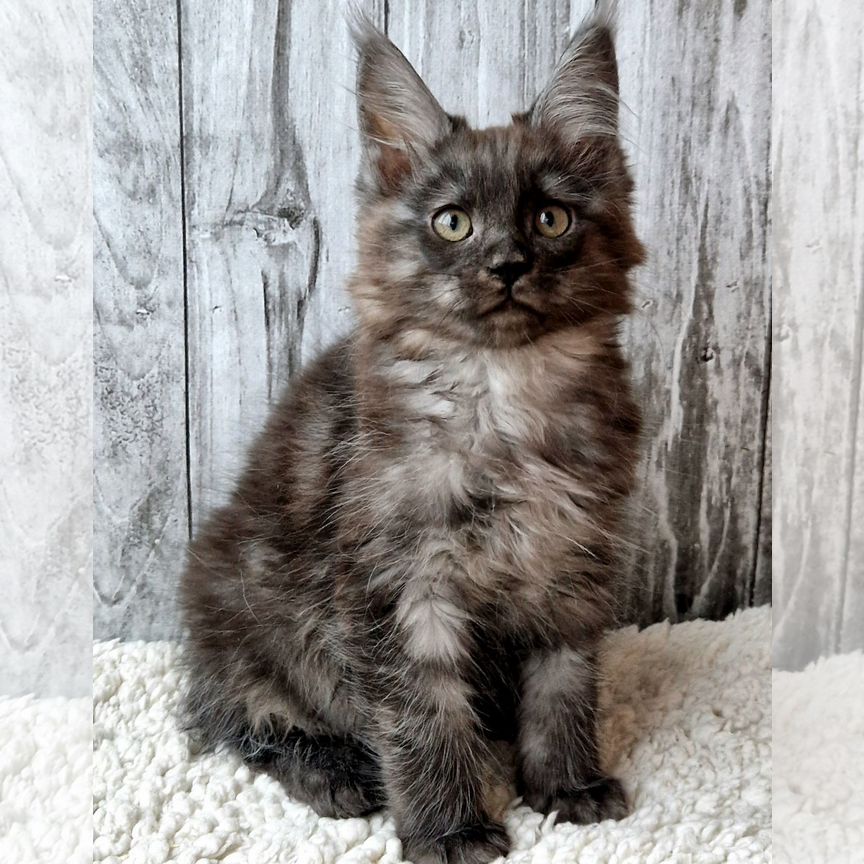 Мейн-кун котёнок