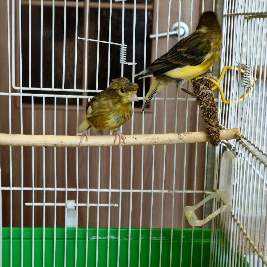 Кенара и канарейки