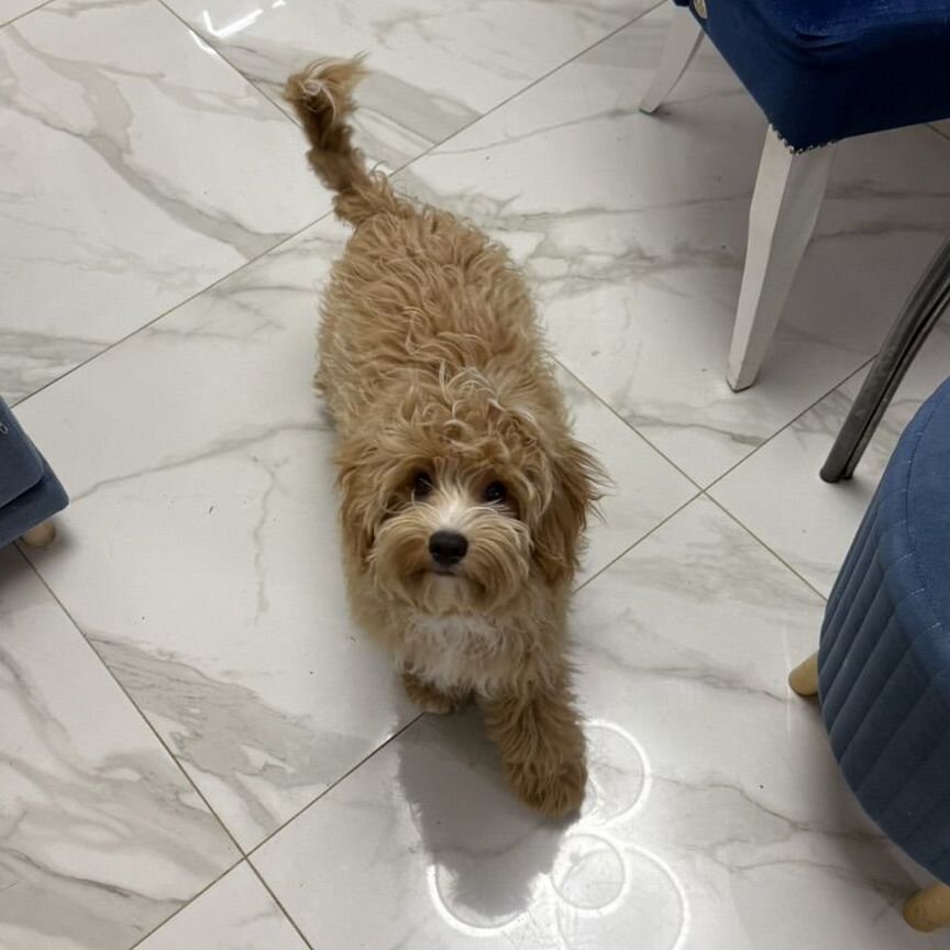 Мальтипу, щенок