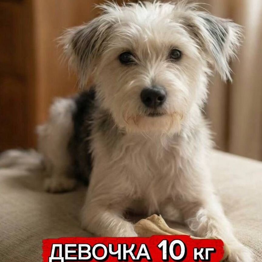 Взрослая собака в добрые руки